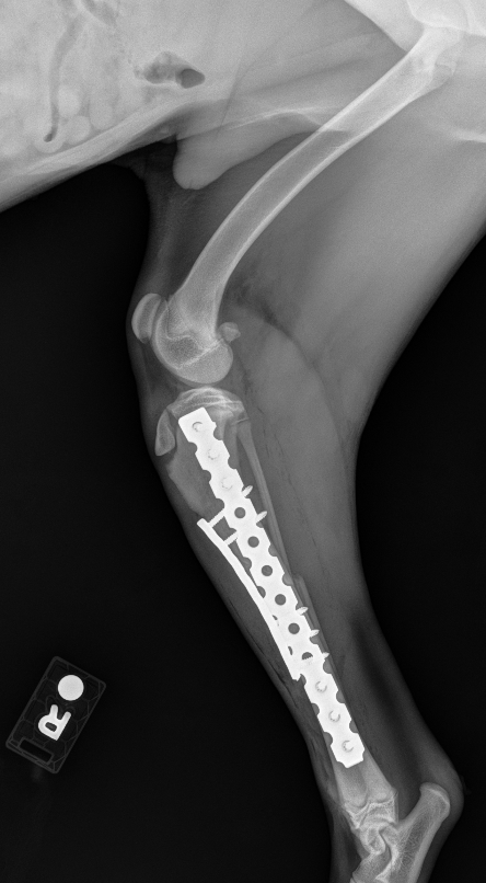 Dog ACL Rupture Surgery | Veterinary Surgeon Downey